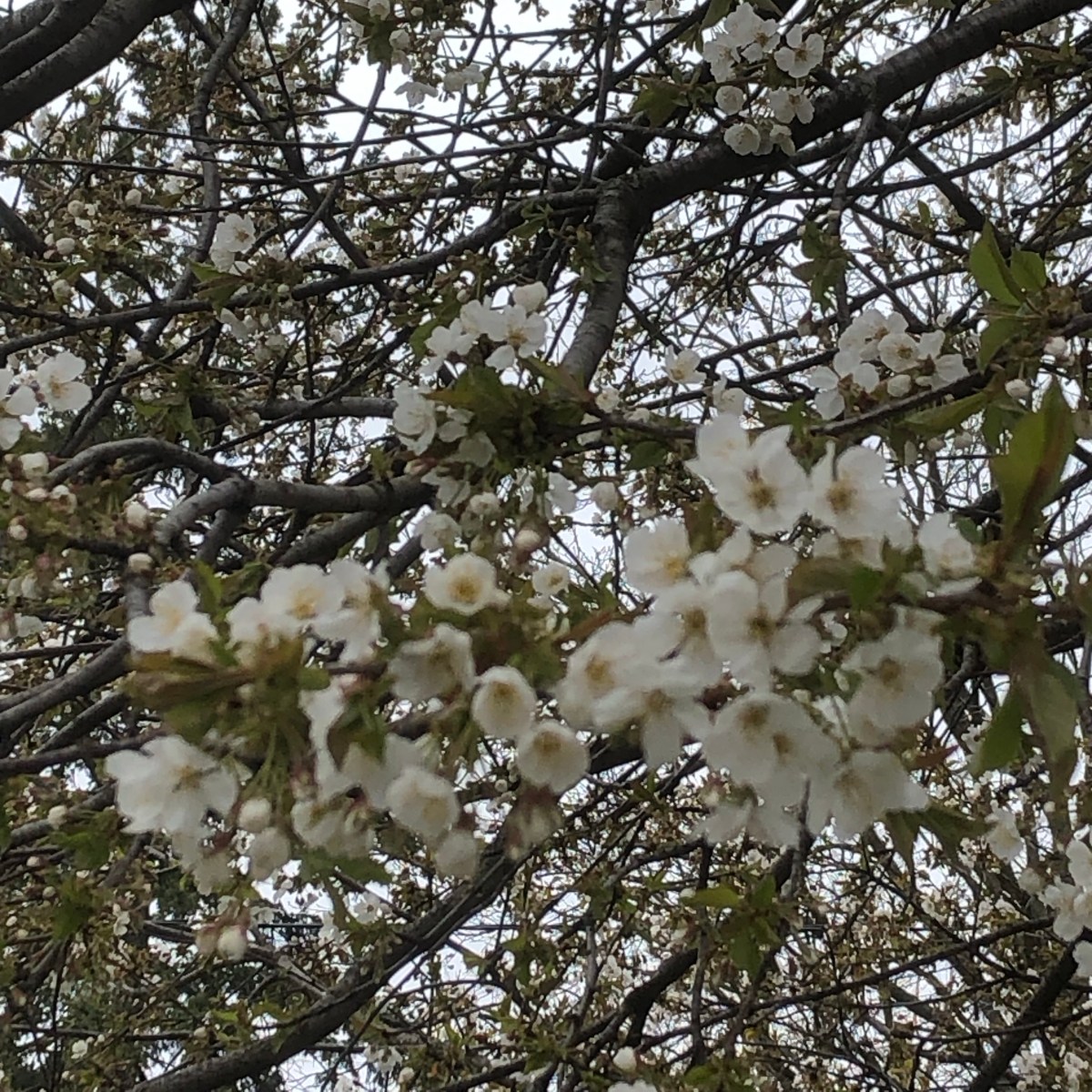 May Morning | Changing Paths