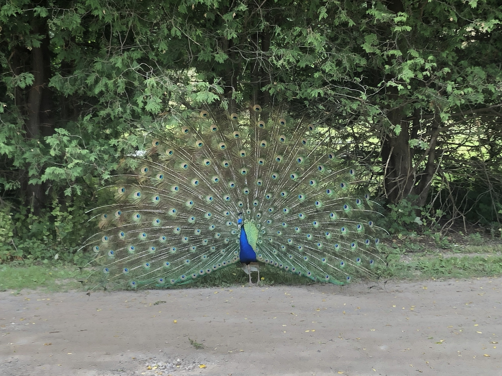 Animals and birds | Changing Paths